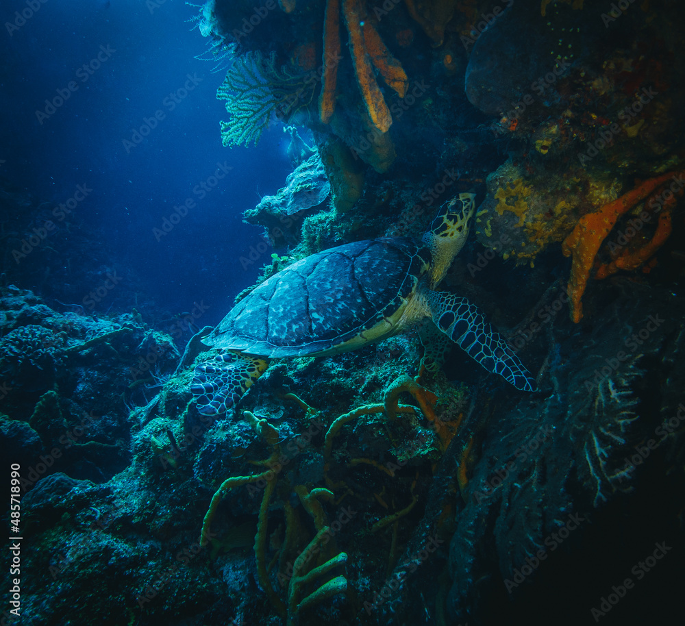 sea turtle underwater swim in the ocean scenery blue water Stock Photo ...