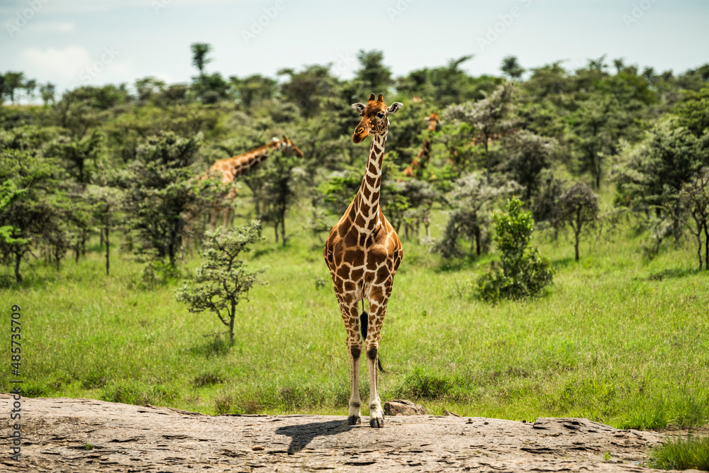 Reticulated Giraffe (Giraffa reticulata) on african wildlife safari ...
