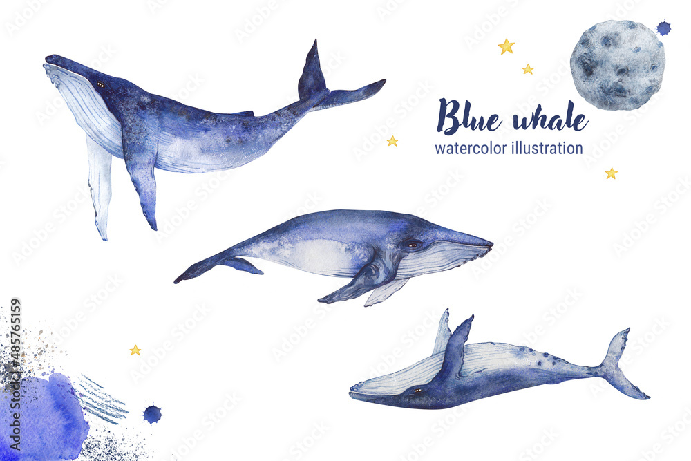 Watercolor blue whales on a white background. Illustration for drawing ...