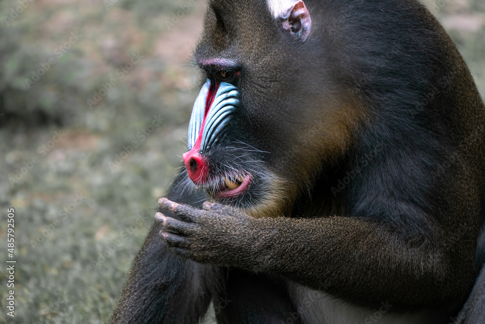 Detail closeup shot of mandrill, Mandrillus sphinx, primate native to ...