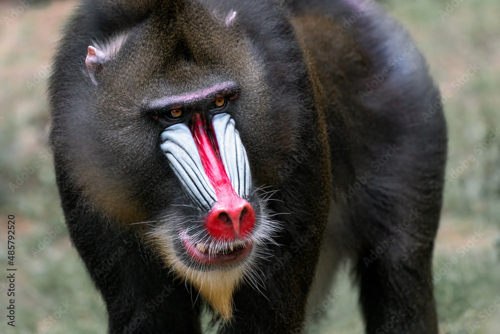 Foto de Detail closeup shot of mandrill, Mandrillus sphinx, primate ...
