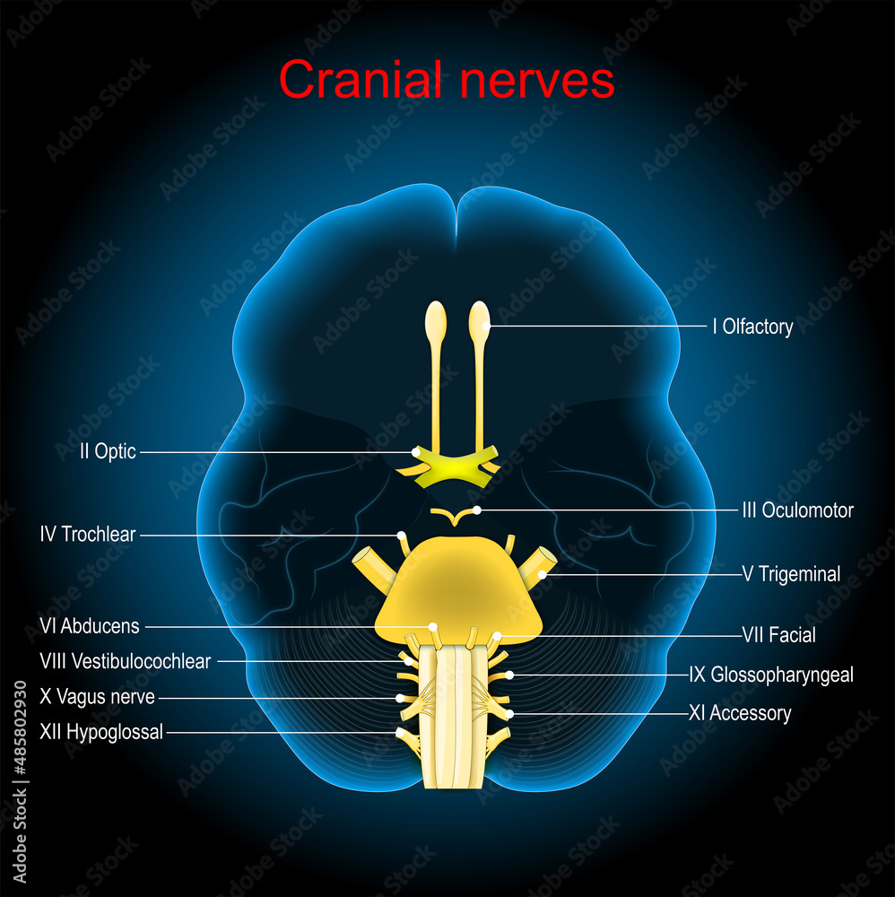 Cranial nerves. Human brain on dark background. Stock Vector | Adobe Stock