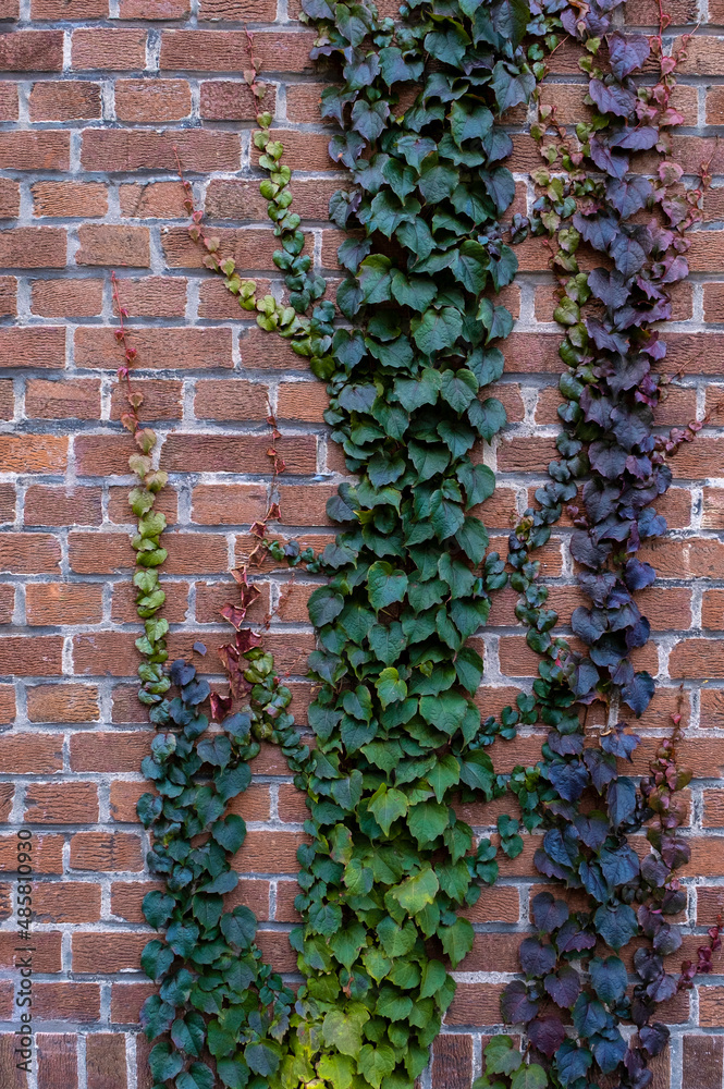 Brick wall greenery growth bunch street grass leaf violet purple Stock ...