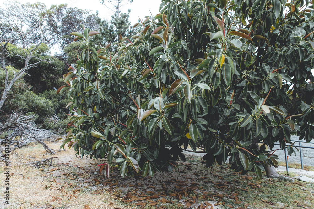 Ficus elastica plant, rubber fig, rubber bush or rubber tree growing ...