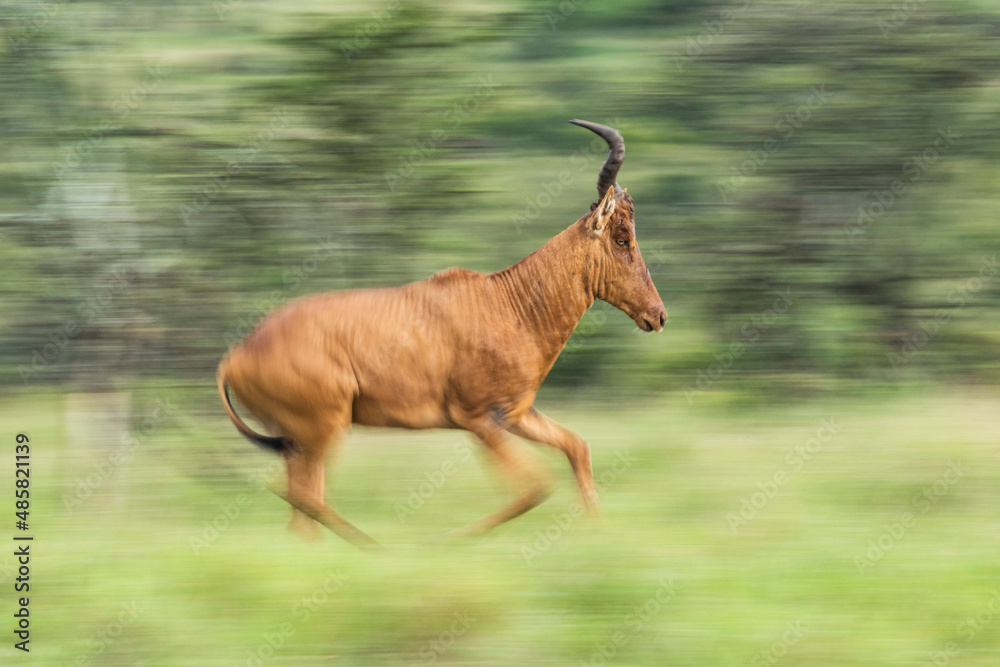 Hartebeest (Alcelaphus buselaphus aka Kongoni) at El Karama Ranch ...