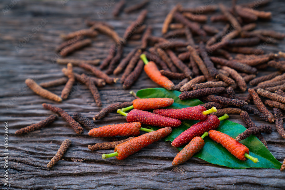 Long Pepper, Indian long pepper, Javanese long pepper (Piper ...