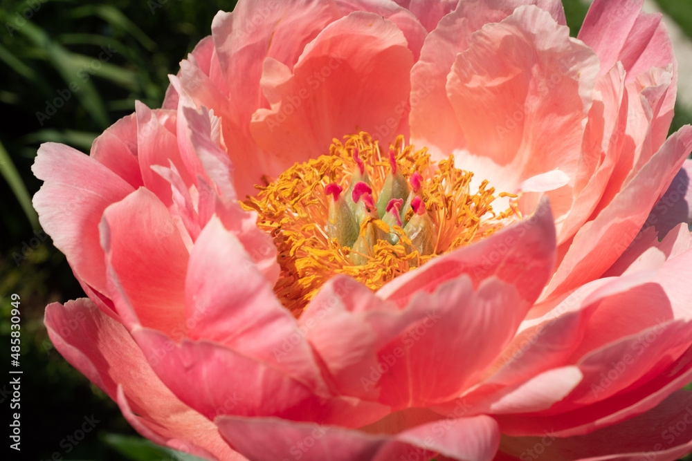Large pink peony flower in the summer garden at the sunny day, close-up ...