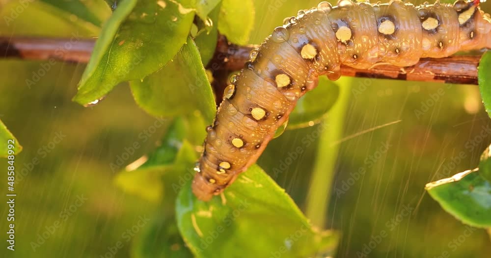 Caterpillar Bedstraw Hawk Moth crawls on a branch during the rain ...