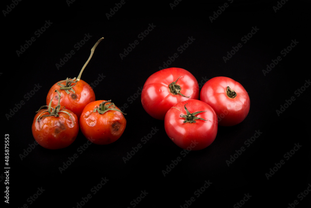 spoiled tomato with rot on a white or black background Stock Photo ...
