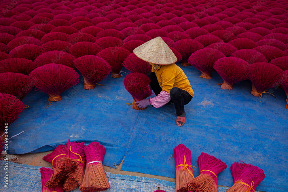 View of Vietnamese workers picking incense sticks from an incense field ...