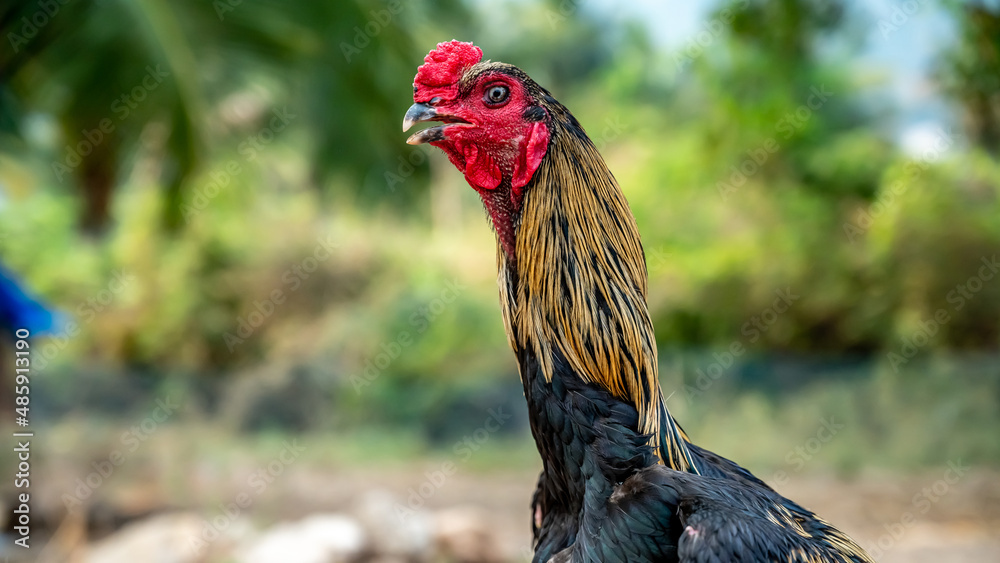 Beautiful Black Rooster. Indian breed (mayil seval) rooster with green ...