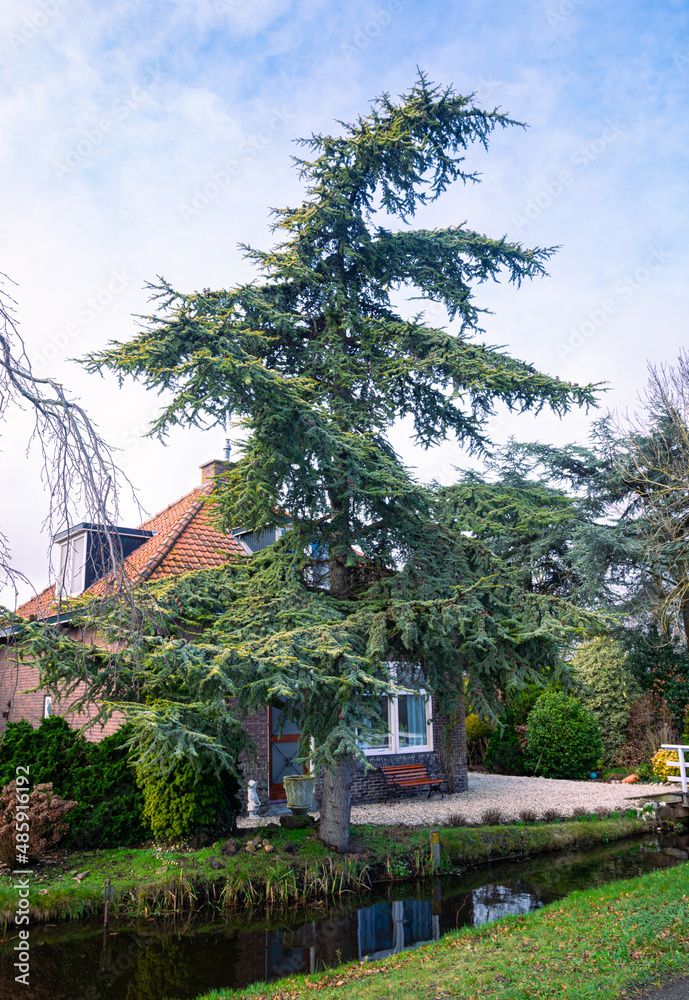 Golden Atlas cedar (Cedrus atlantica 'aurea') along the water in a ...