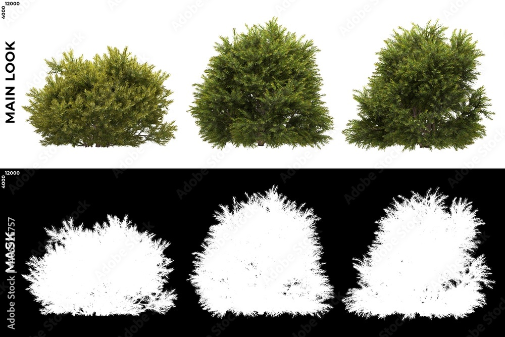 3D Rendering of Front and Left views of Tree (Chamaecyparis Pisifera ...