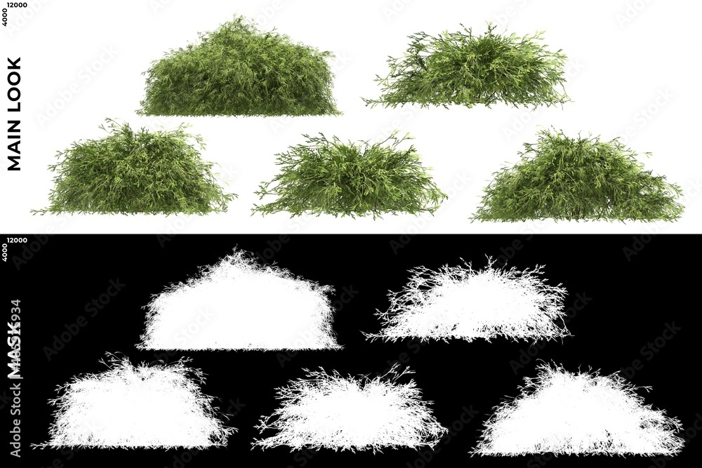 3D Rendering of Front and Left views of Tree (Filifera Aureai) with ...