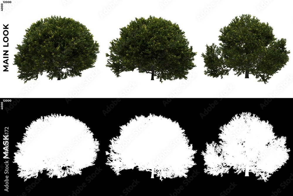 3D Rendering of Front and Left views of Tree (Juniperus Occidentalis ...
