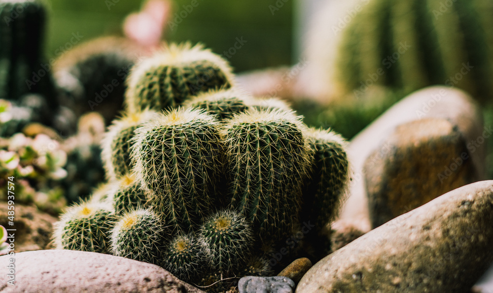BANNER Green tone Real nature background. Beauty cactus echinocactus ...