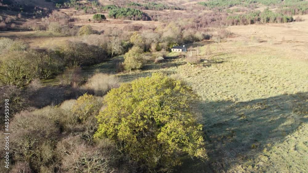 Aerial drone footage rising slowly from behind an old oak tree in ...