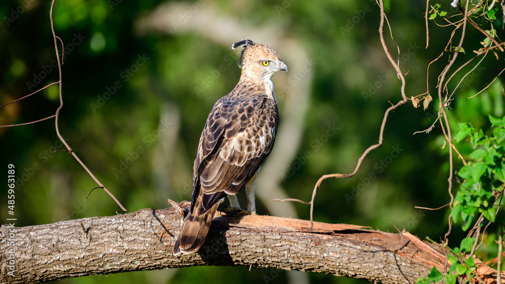 Crested hawk-eagle perched on a tree branch facing the evening light ...