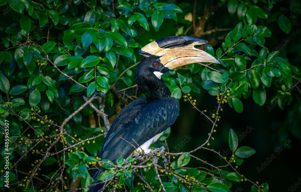 A beautiful Malabar hornbill bird with red eyes sits on a wild fruits ...