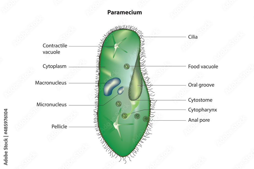 Paramecium structure (Paramecium Anatomy) Stock Vector | Adobe Stock