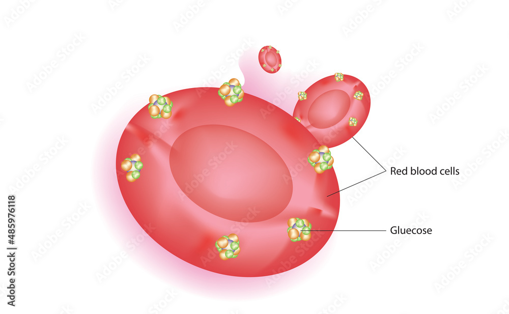 glucose molecules in red blood cell (Energy of human body on red cell ...