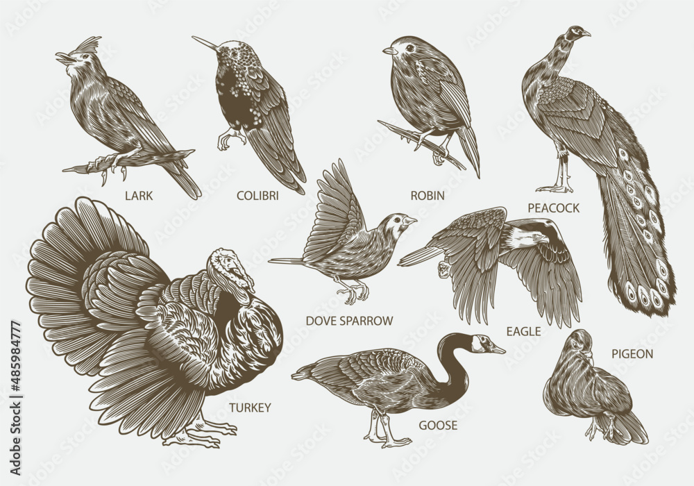 Bird species drawing set vector. Hand drawn engraving of lark, colibri ...