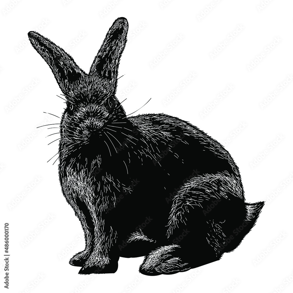 rabbit hand drawing vector illustration isolated on white background ...