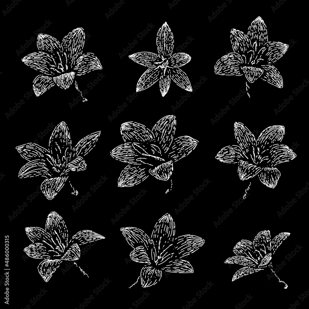 rain lily flower set hand drawing vector illustration isolated on black ...