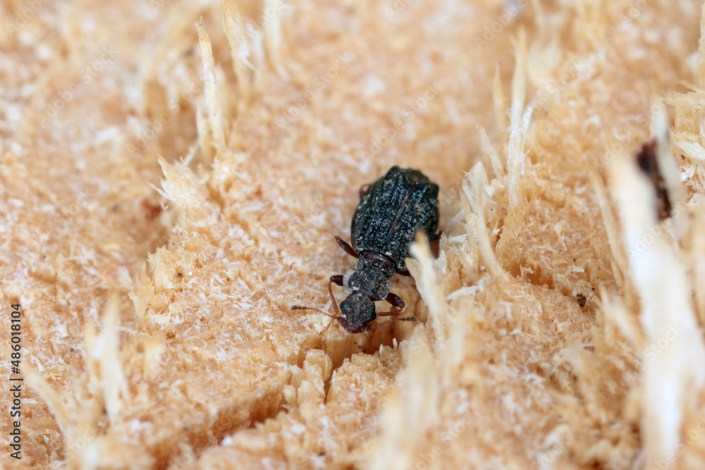 Cartodere nodifer - tiny beetle, about 2mm in the leaf litter. Species ...