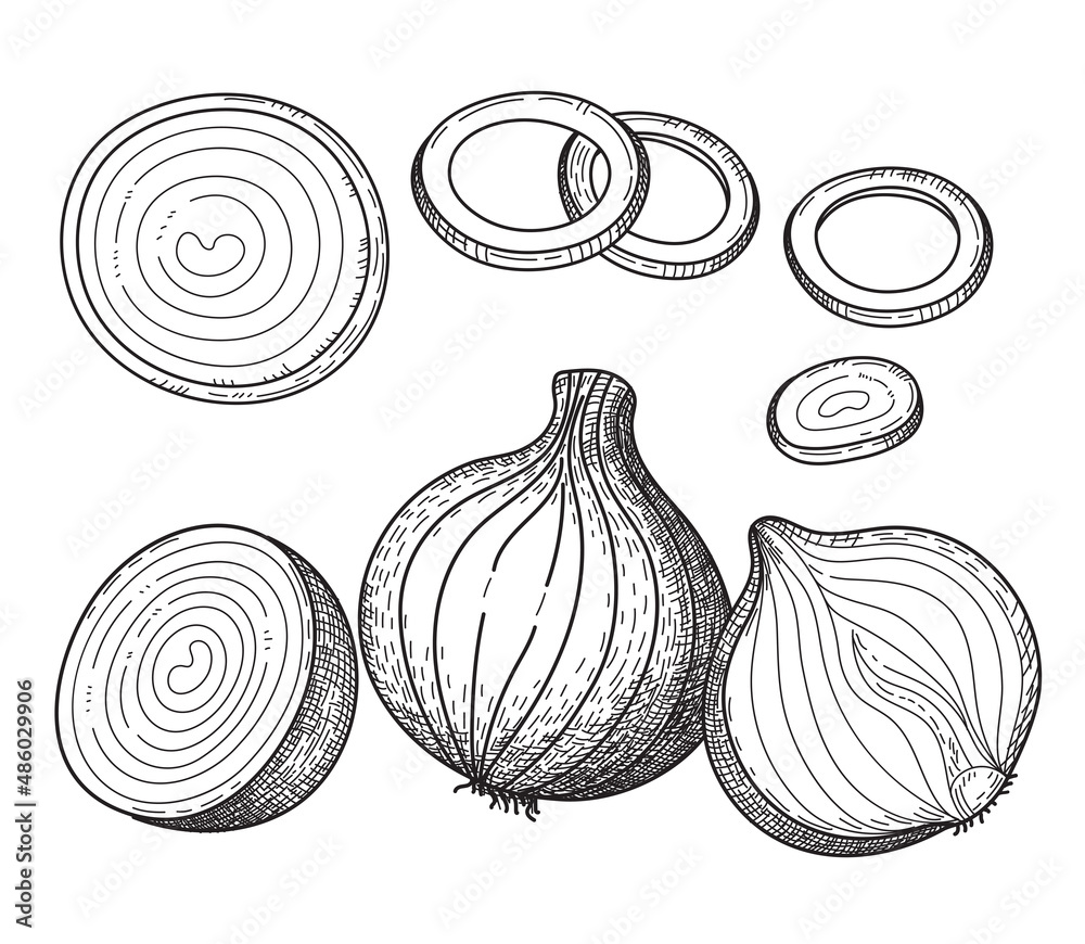 Onion hand drawn vector set. Full, rings and half cutout slice. Stock ...