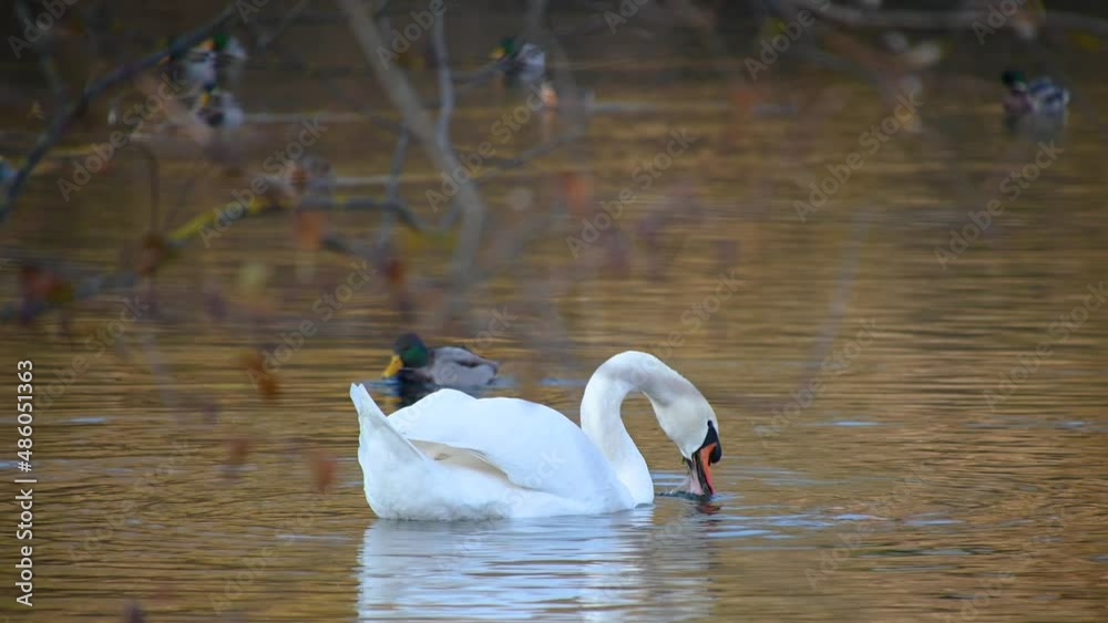 Single swan diving behind the branch in lake water to hunt and eat ...