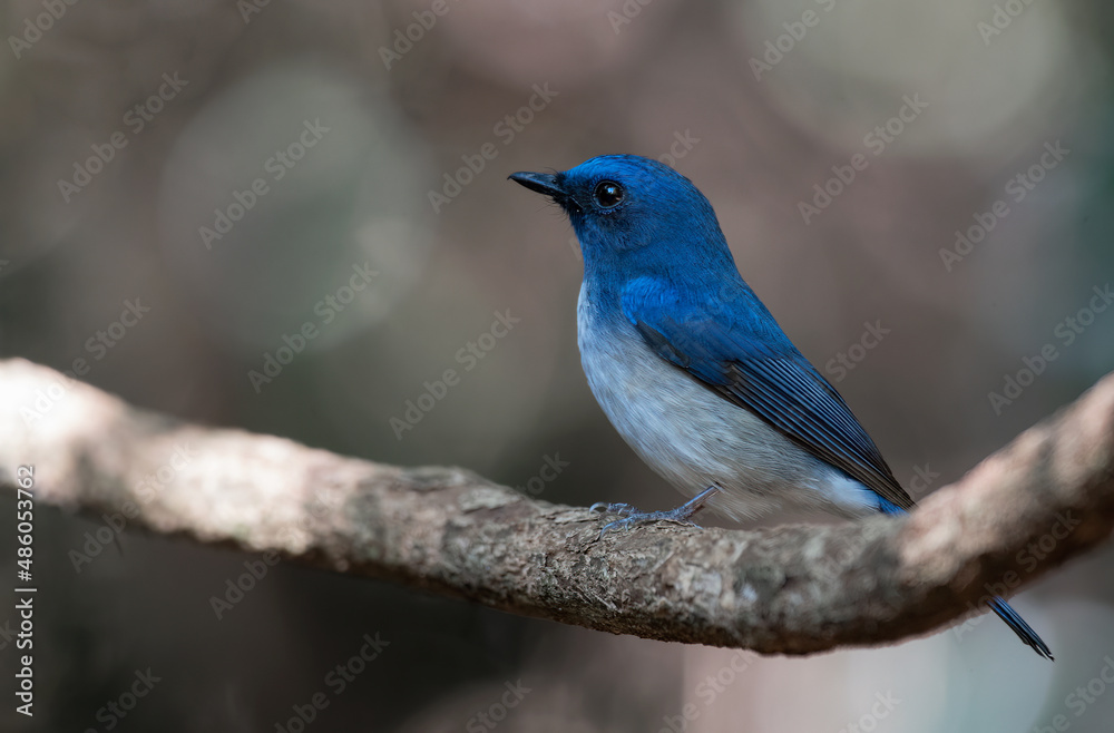 beautiful blue bird in nature (Hainan Blue Flycatcher) Cyornis hainanus ...