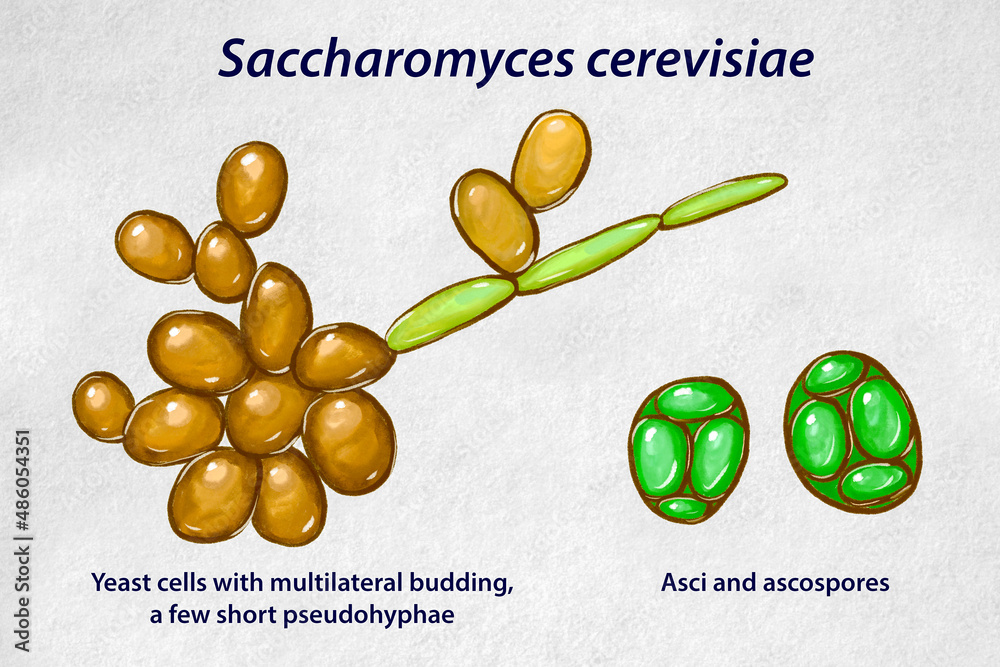 Saccharomyces cerevisiae yeast, illustration Stock Illustration | Adobe ...