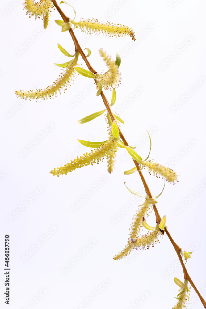Yellow flowers on babylon willow (Salix babylonica) over white ...