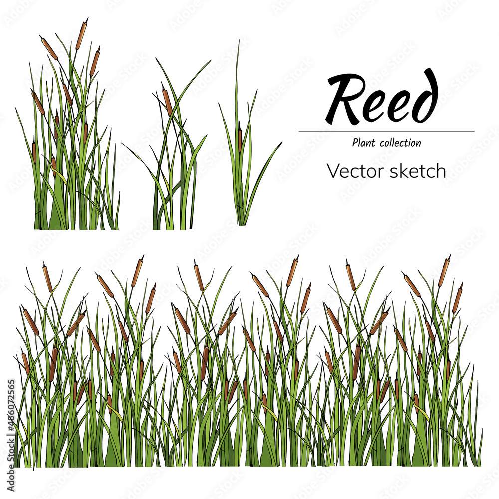 Hand drawn ink bulrush isolated on white background, fern vector ...