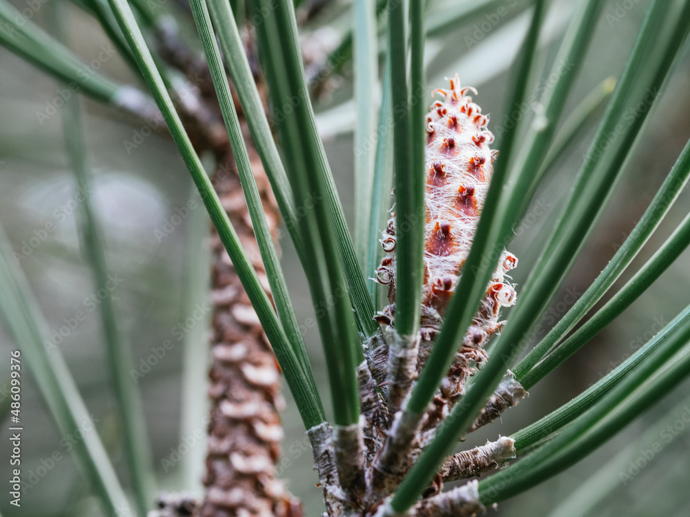 Pinus radiata blooming in spring. Pinus radiata, called insigne pine ...