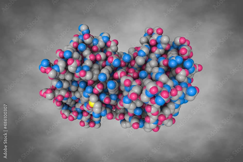 Space-filling molecular model of sugar binding protein - human galectin ...