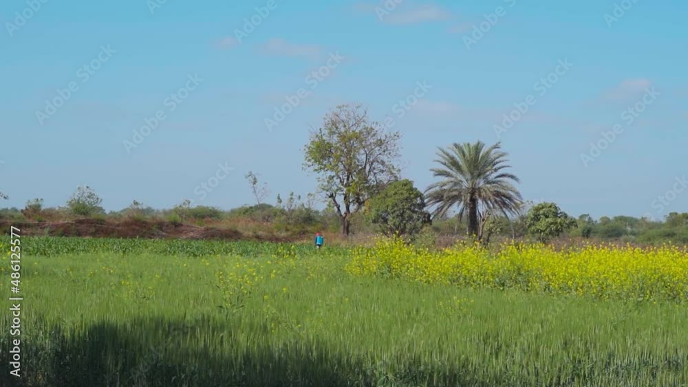 Farm of wheat crop with mustard flowers in rural India. Green farmland ...