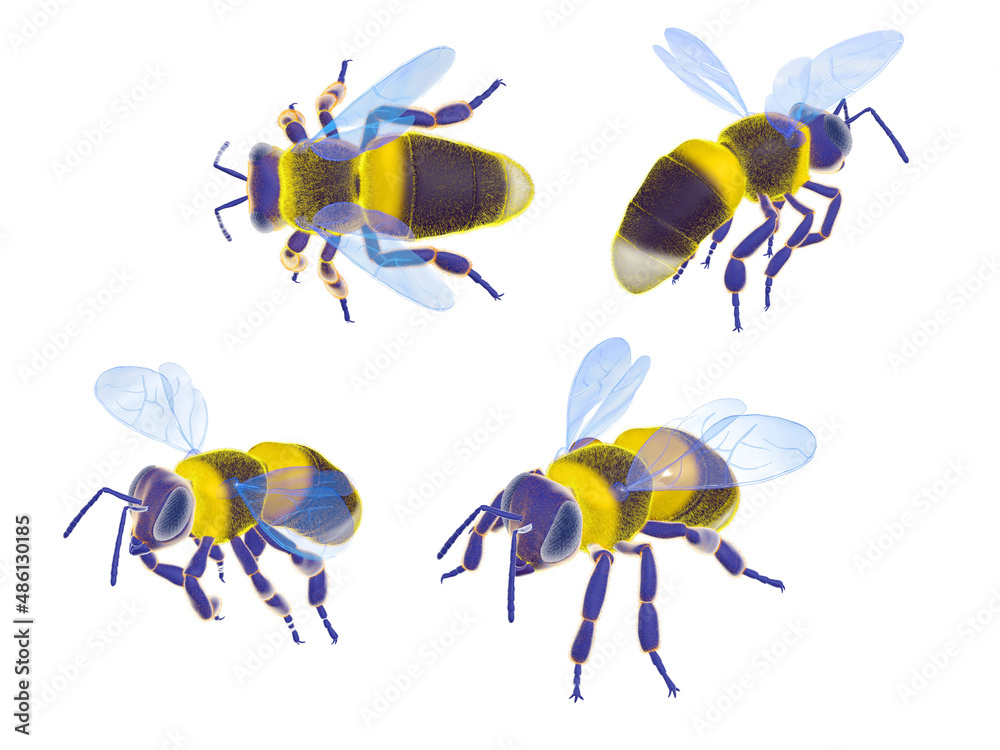 Realistic style bee 3d illustration. From various points of view, cut ...