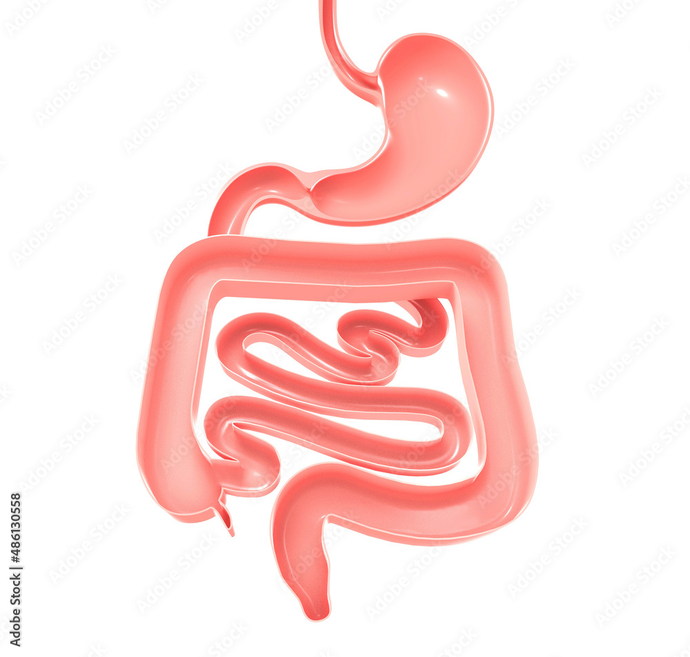 Anatomical 3d illustration of the digestive system. Stomach, large and ...