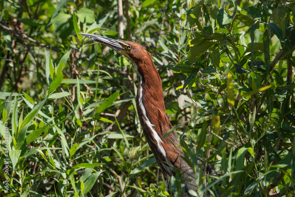 O socó-boi, Tigrisoma lineatum, é uma ave aquática da família ardeidae ...