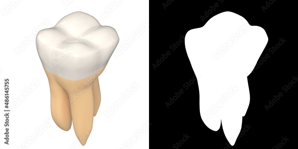 3D rendering illustration of a stylized human second molar tooth Stock ...