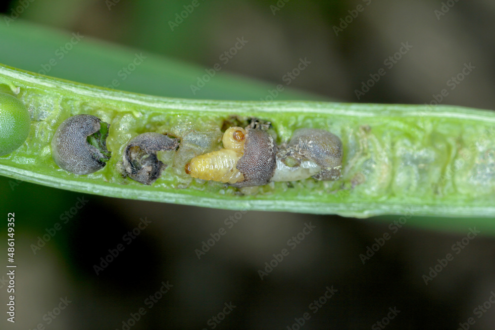 Larvae of cabbage seed pod weevil, Ceutorhynchus obstrictus (formerly ...