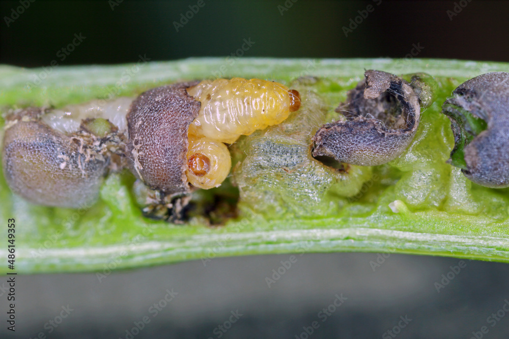 Larvae of cabbage seed pod weevil, Ceutorhynchus obstrictus (formerly ...