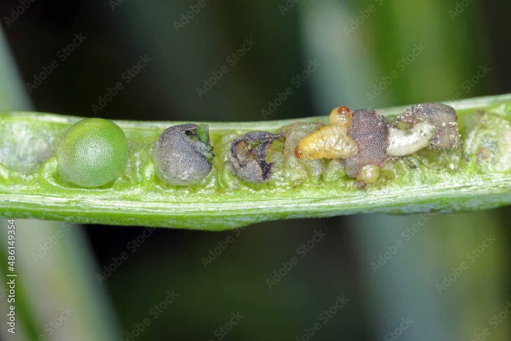 Larvae of cabbage seed pod weevil, Ceutorhynchus obstrictus (formerly ...