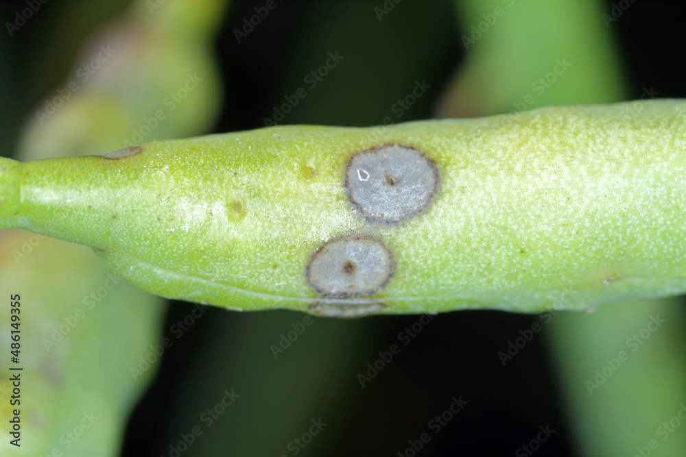 Phoma stem canker the disease is caused by a complex of fungi ...