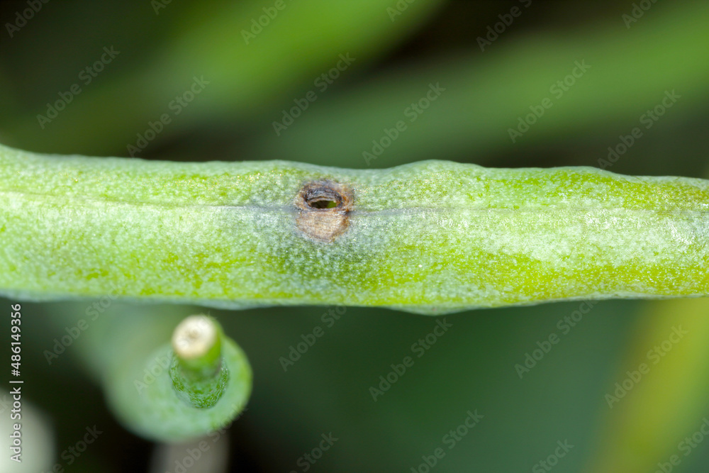 Exit holes in the rapeseed pod of larvae of cabbage seed pod weevil ...
