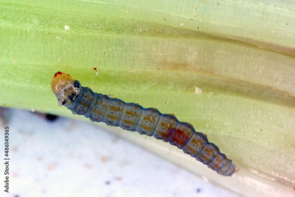 Caterpillar of the beet moth Scrobipalpa ocellatella, is a moth in the ...
