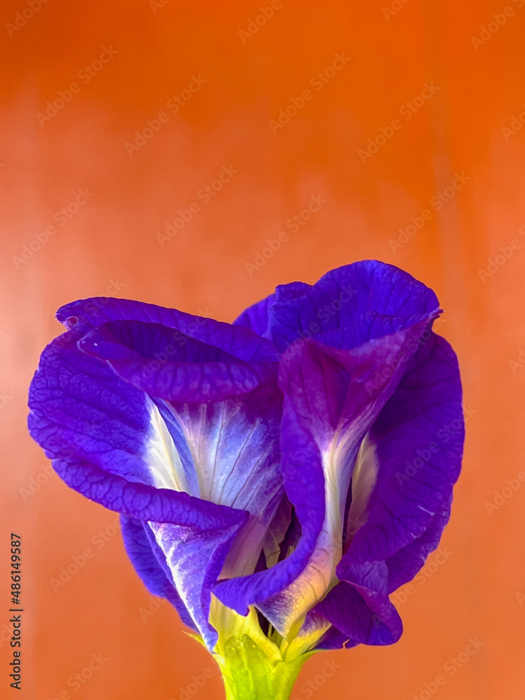 Selective focus of white blue butterfly pea flower in the garden ...