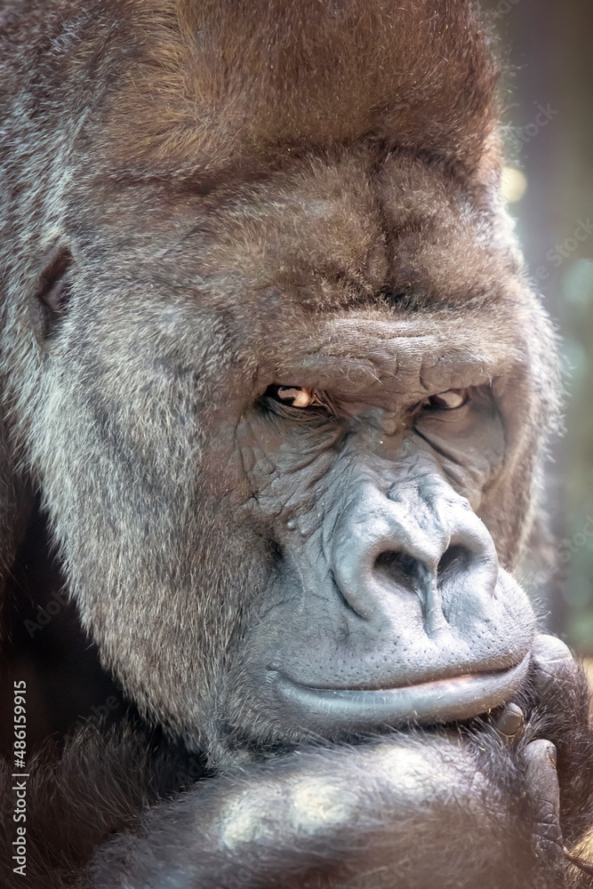 big black Western Lowland gorilla in nature, primate in wildlife Stock ...